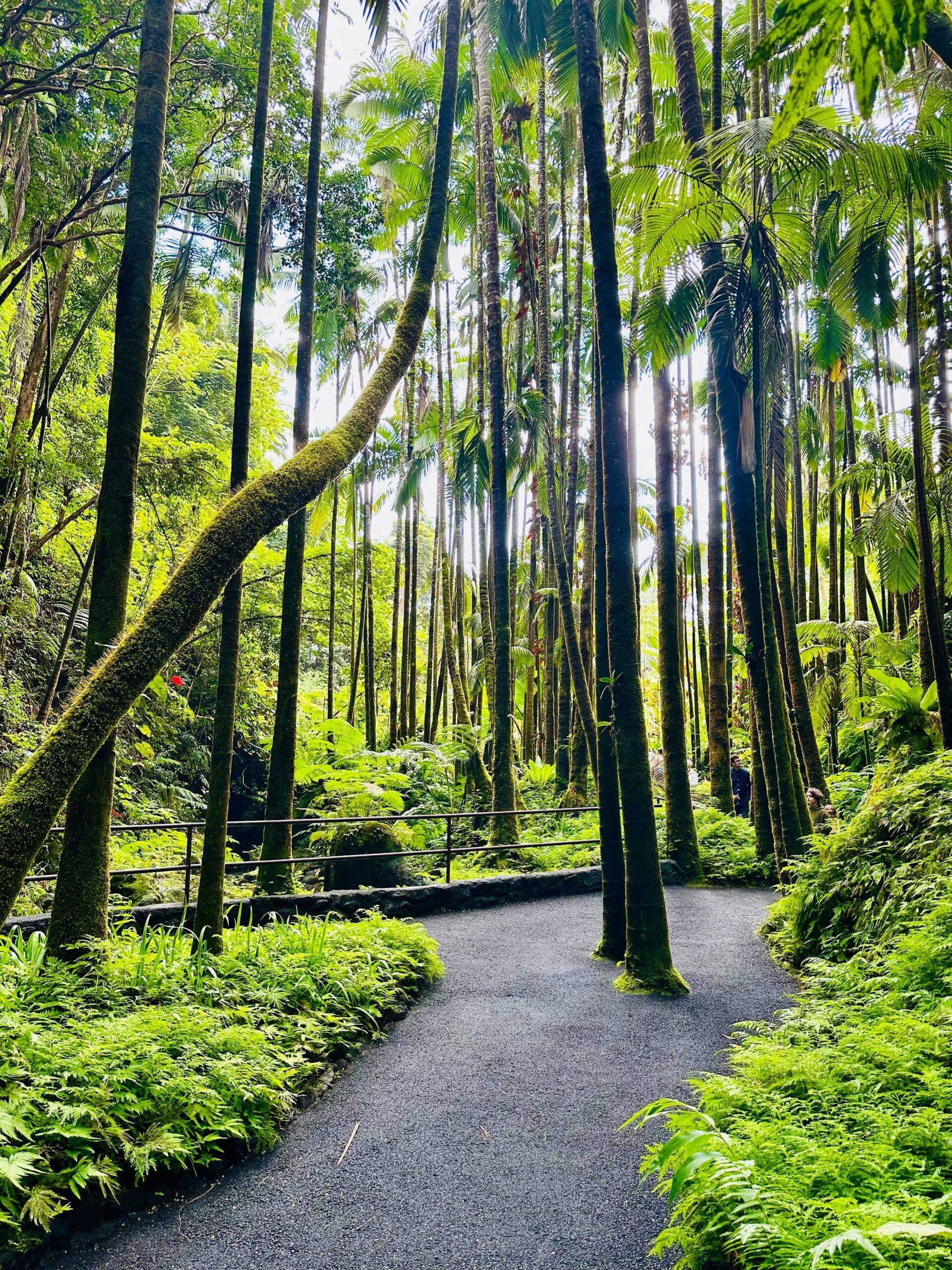 Wild and Scenic Hawaii - Kailani Tours